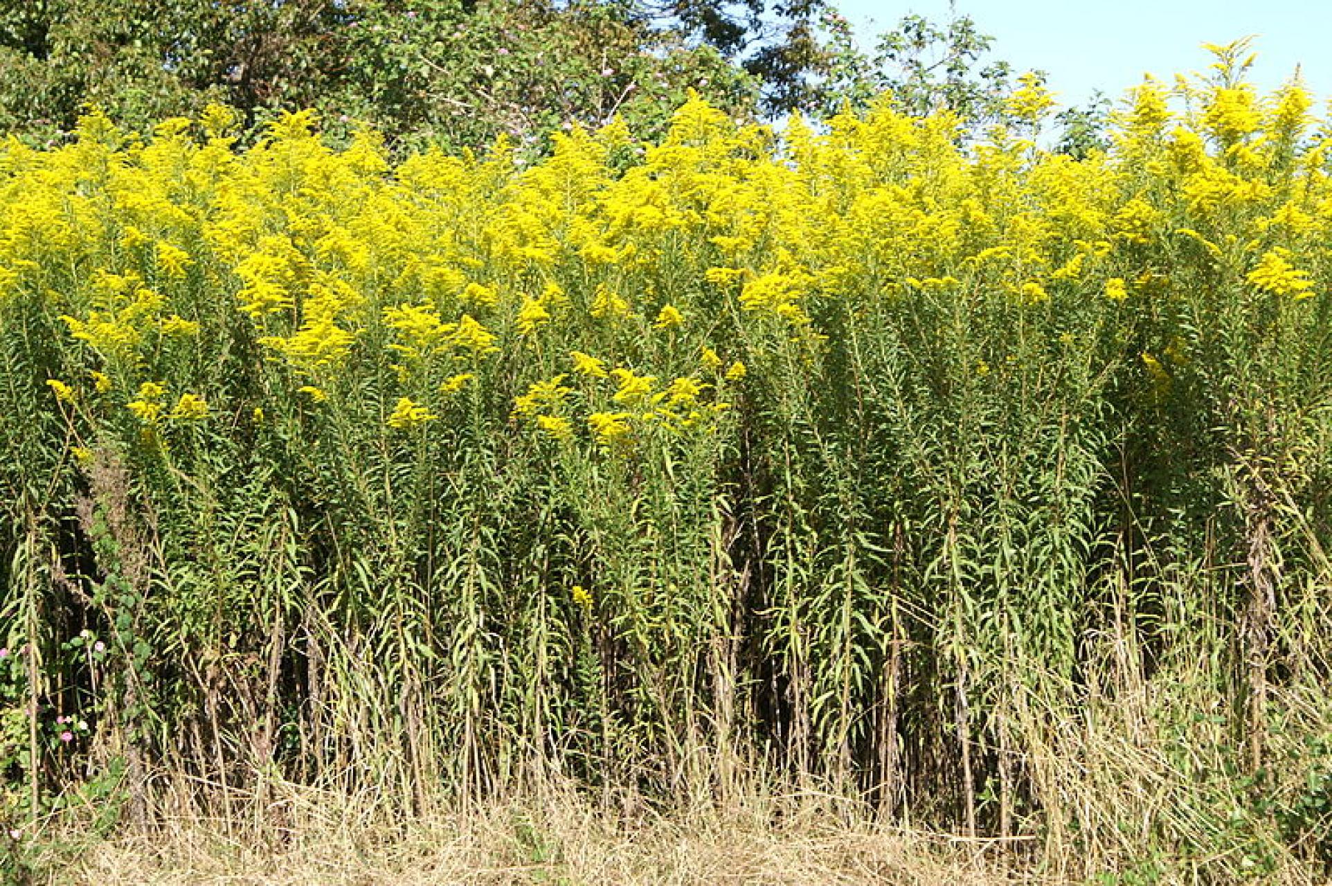 Dlaczego nawłoć kanadyjska to "samo zło"?