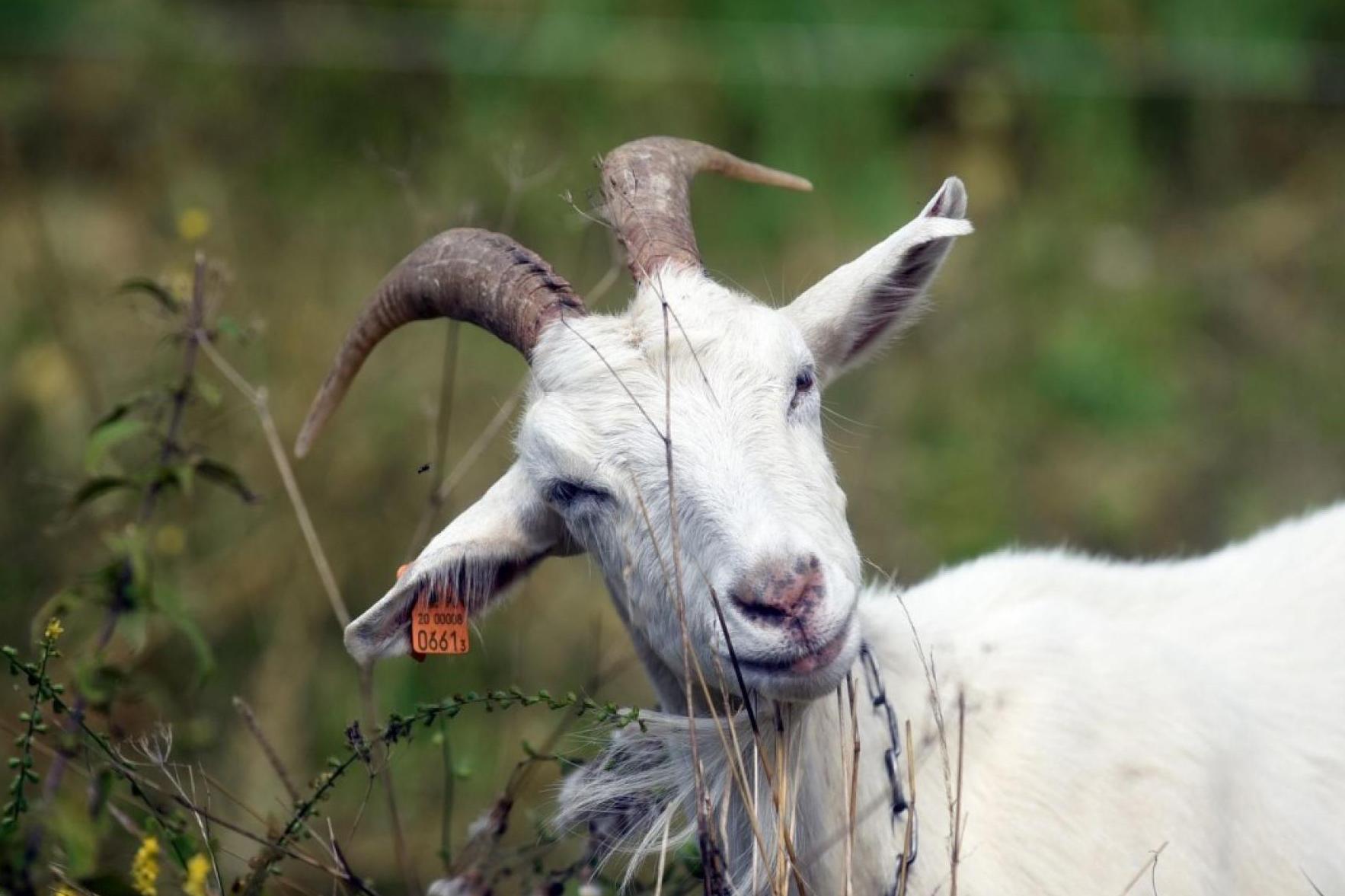 Kozy jako "ekologiczne kosiarki" w Jurajskich Parkach Krajobrazowych