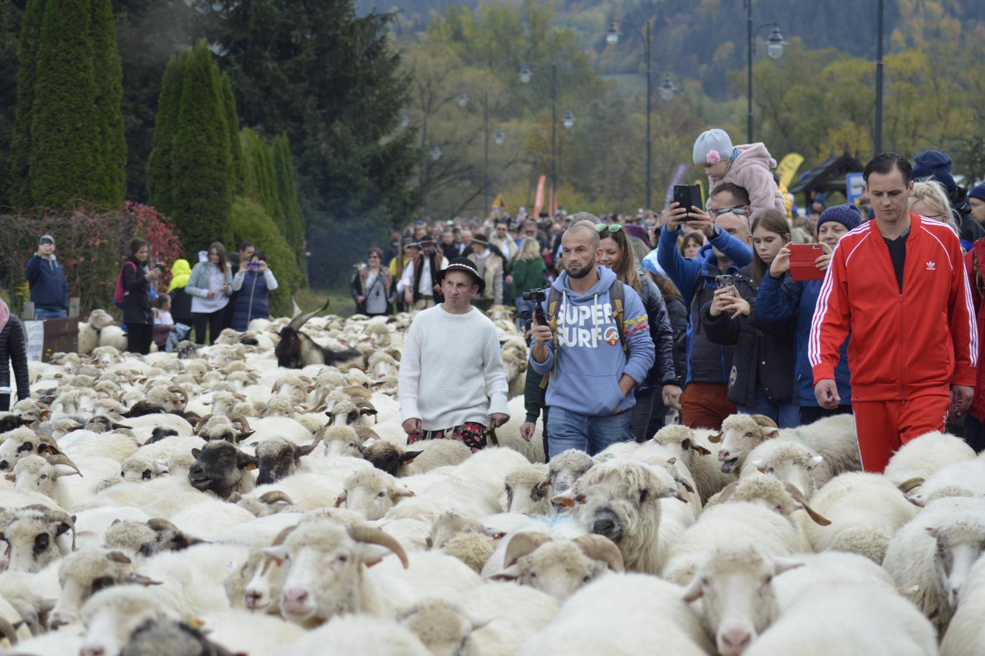 Stada owiec zeszły z hal w okolicach Szczawnicy [ZDJĘCIA]