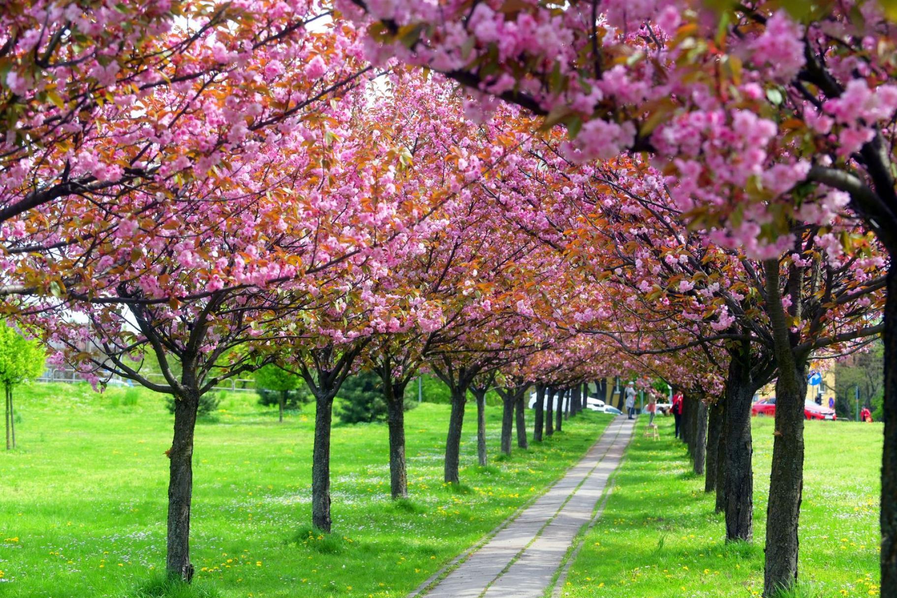 Zakwitła aleja wiśniowa w Krakowie