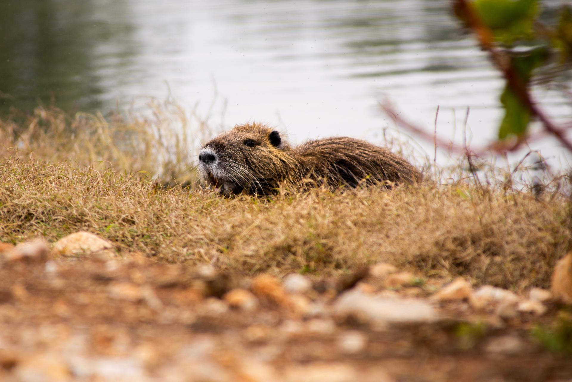 Bobry żyjące wokół Morskiego Oka budują tamę, co oznacza, że czują się ...