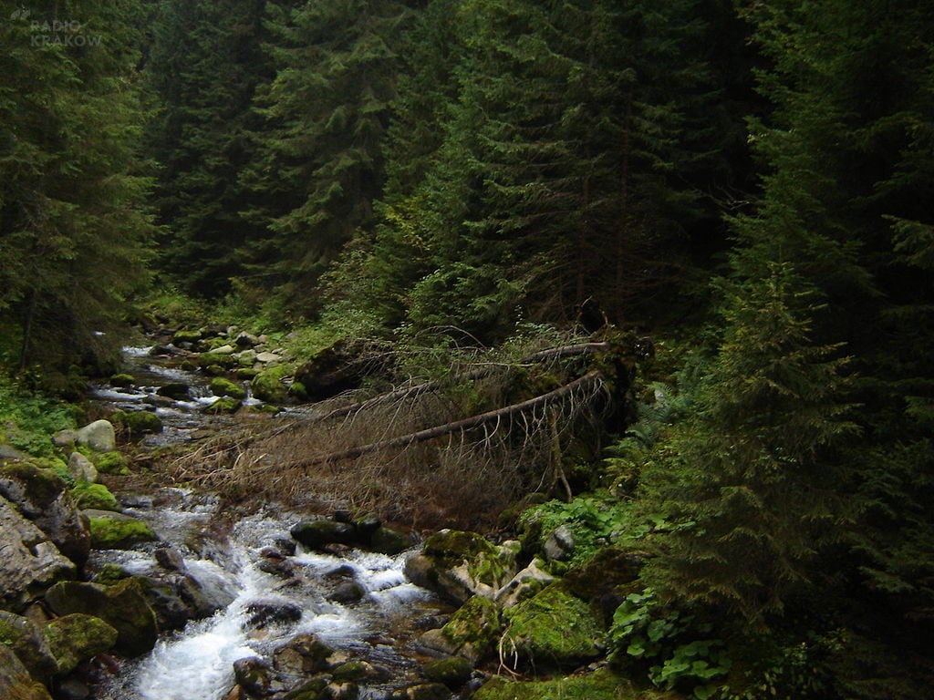 Tatry: mężczyzna z atrapą broni w ręku postawił na nogi policję i straż ...